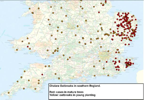 Ash Die Back Disease in Devon