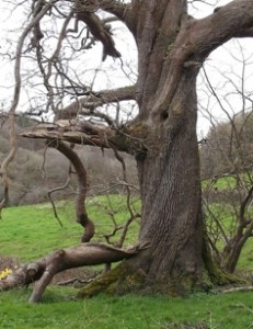 Ancient Trees