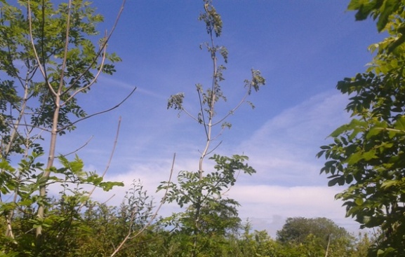 Ash Dieback Disease in the South West